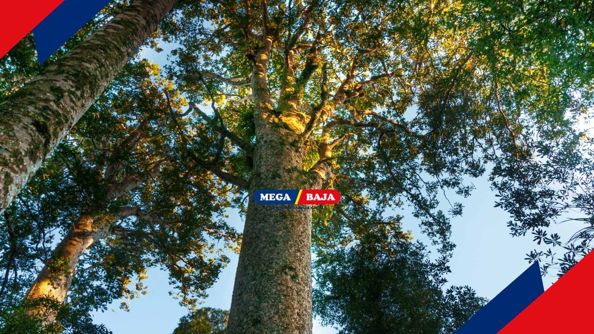 Mengenal Keunggulan dan Kegunaan Kayu Damar