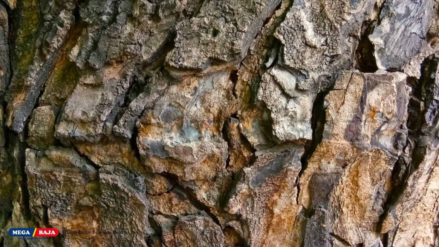 Kayu Trembesi: Pengertian, Karakteristik, Kekurangan dan Kelebihannya
