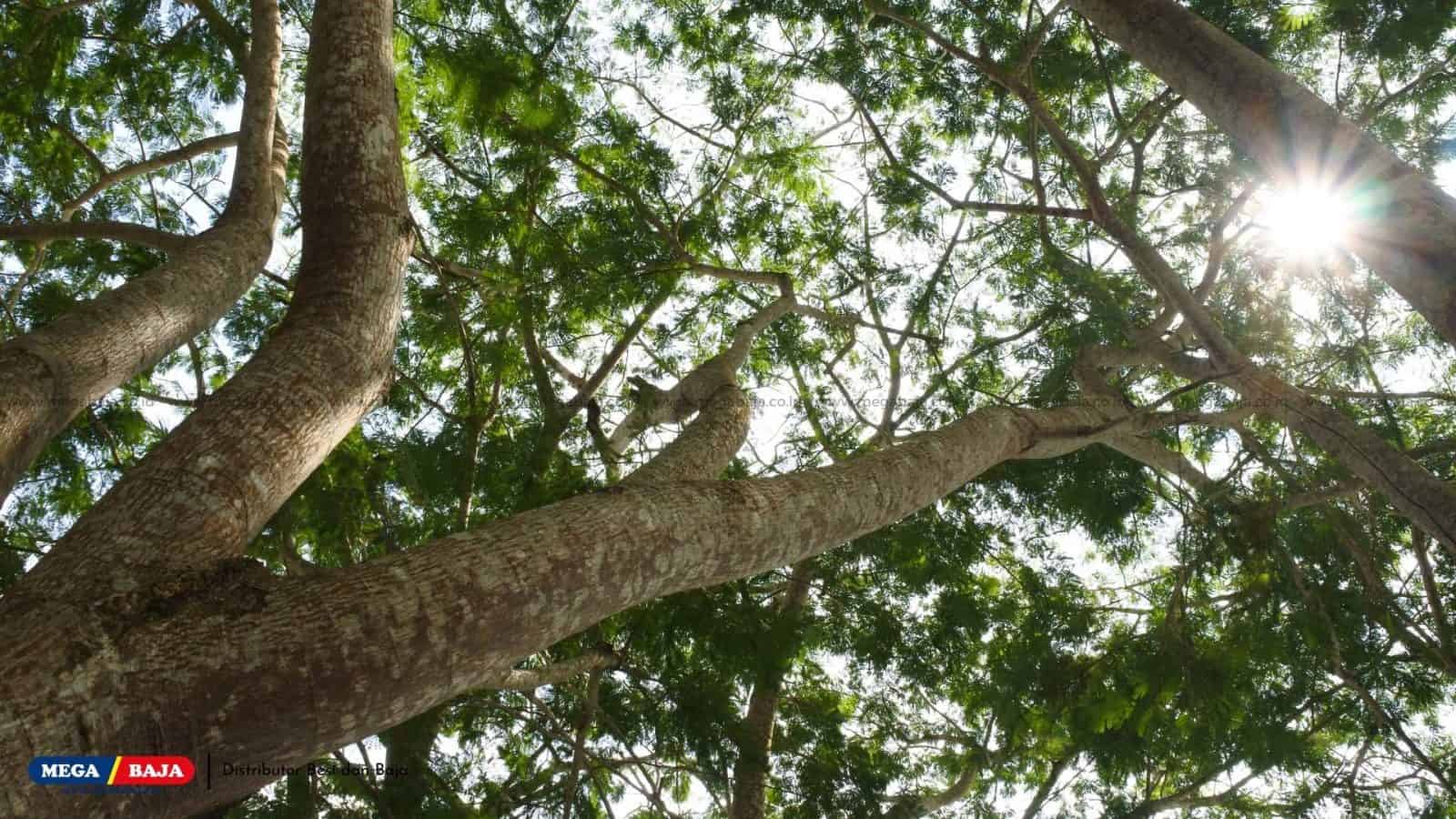 Mengenal Kayu Albasia, Kayu Terbaik Kedua setelah Jati