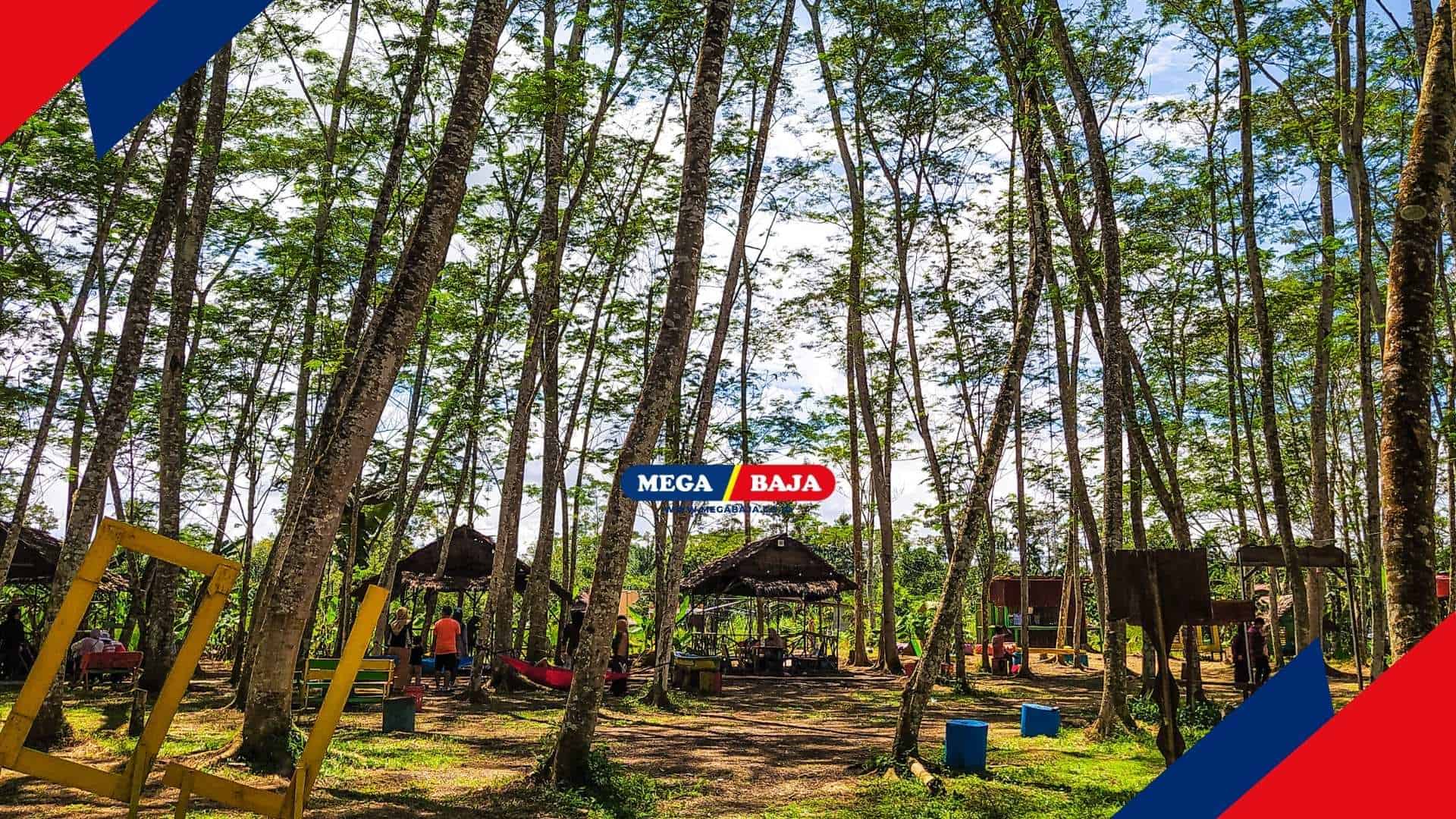 Mengenal Kayu Albasia, Kayu Terbaik Kedua setelah Jati