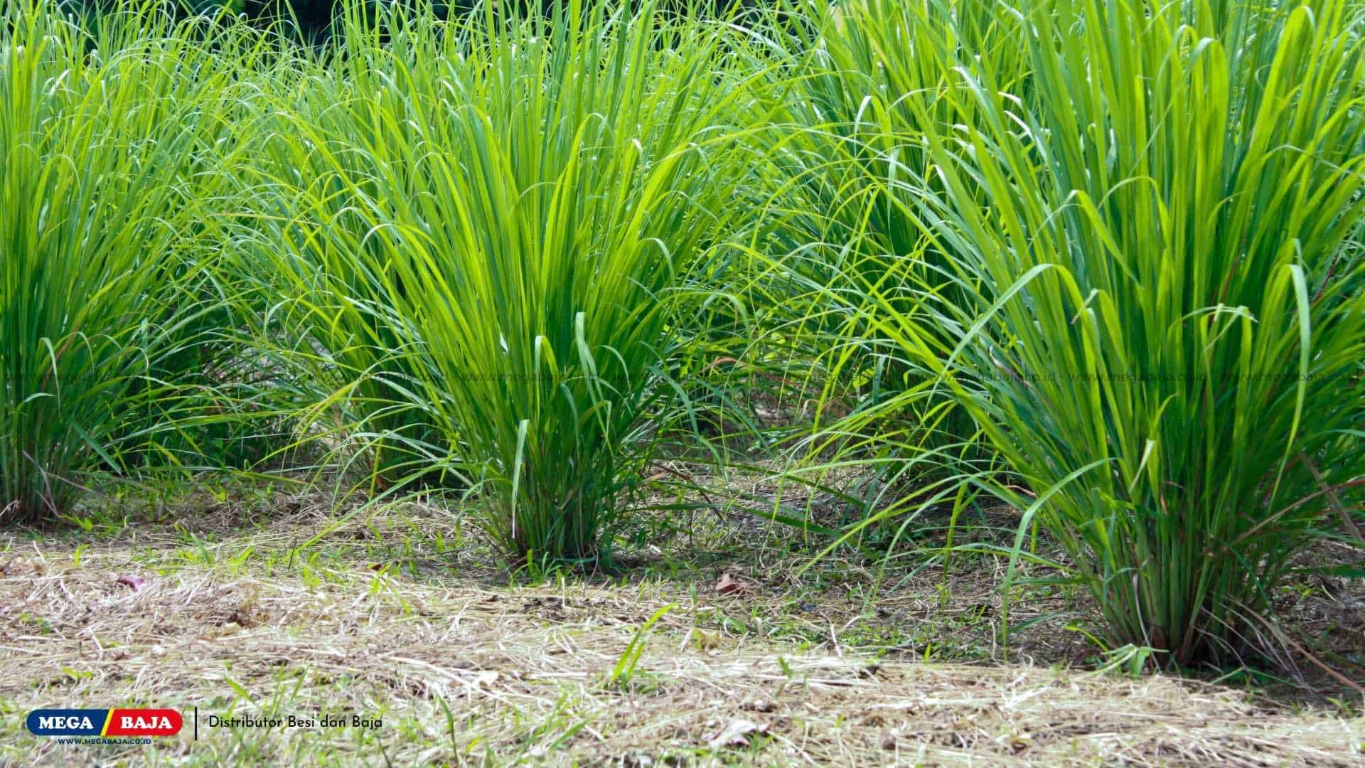 Serai - Mega Baja - Partner Konstruksi Anda dari Besi Hingga Baja