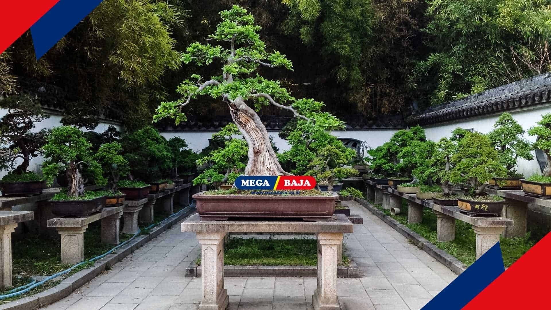 Tanaman Bonsai_ Kecantikan Alam dalam Pot Kecil - Mega Baja - Partner ...