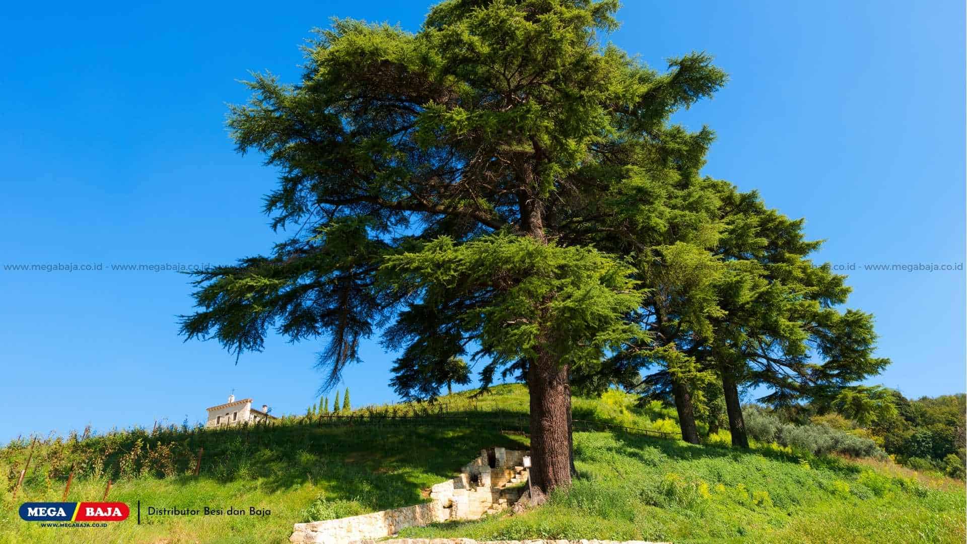 Mengenal Kayu Cedar: Karakteristik dan Manfaatnya
