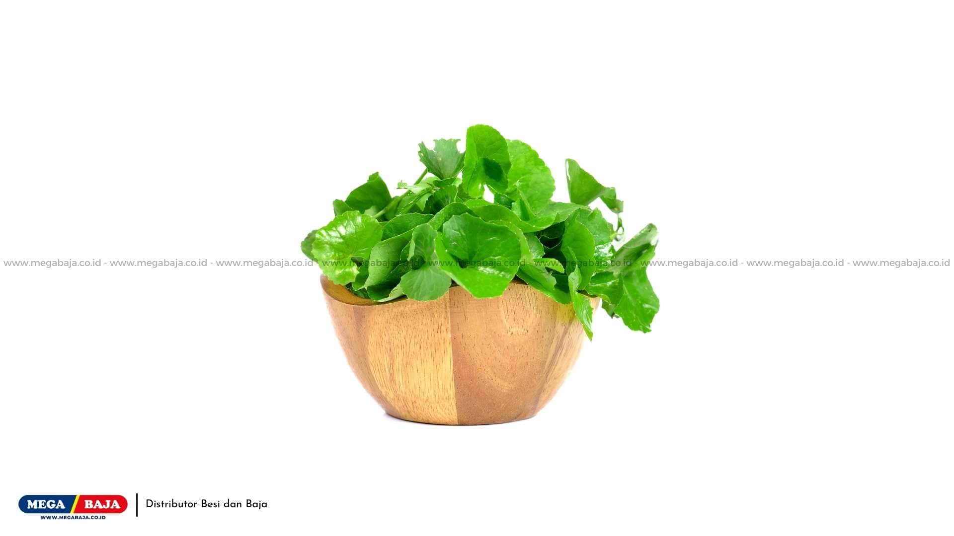 9 Tanaman Obat yang Cocok untuk Ditanam di Rumah