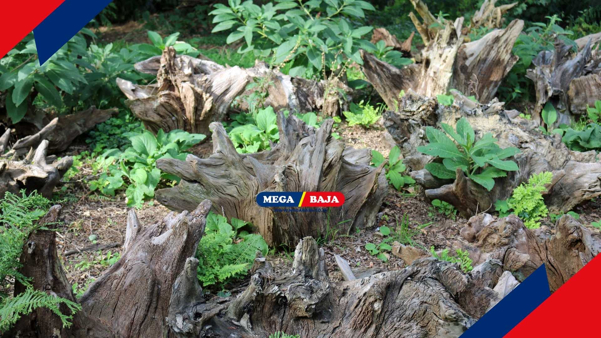Bikin Hutan Mini di Halaman Rumah dengan Taman Stumpery, Yuk!